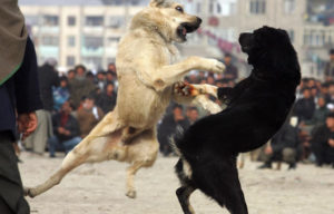 Animal Wellness Action • Helping Animals Helps Us All