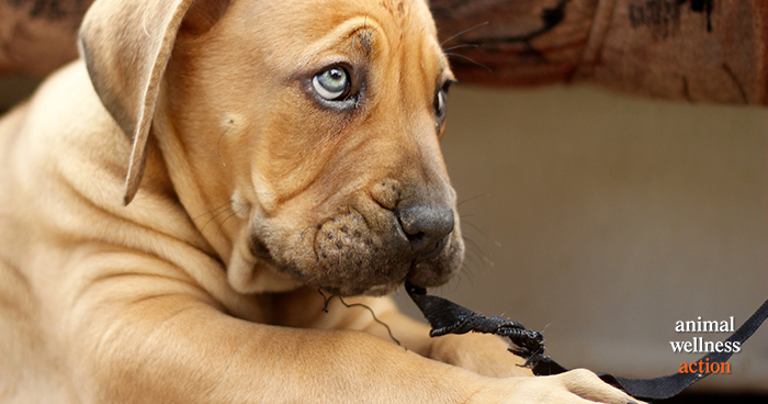 Animal Wellness Action • Helping Animals Helps Us All