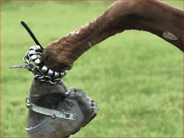 Animal Wellness Action > Helping Animals Helps Us All