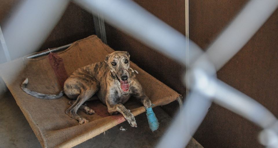 Greyhound Protection Act to End Long Era of American Dog Racing