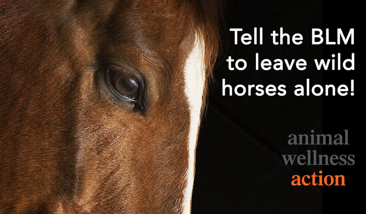 Animal Wellness Action > Helping Animals Helps Us All