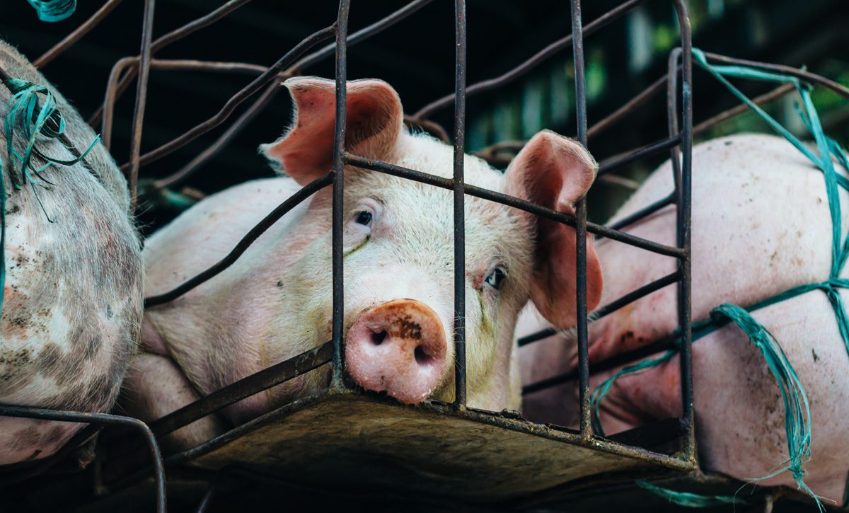 Animal Wellness Action | Helping Animals Helps Us All