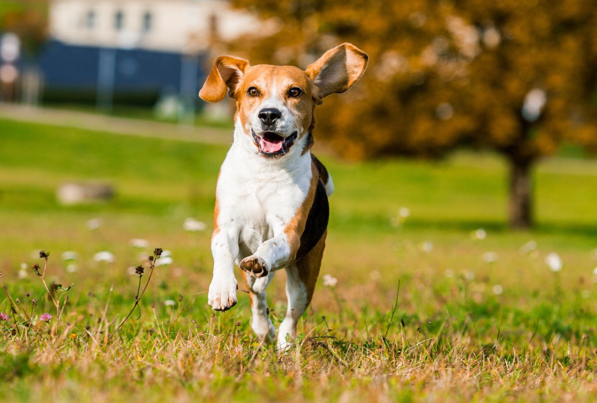 Congress Approves Landmark Measure to Reduce Animal Testing