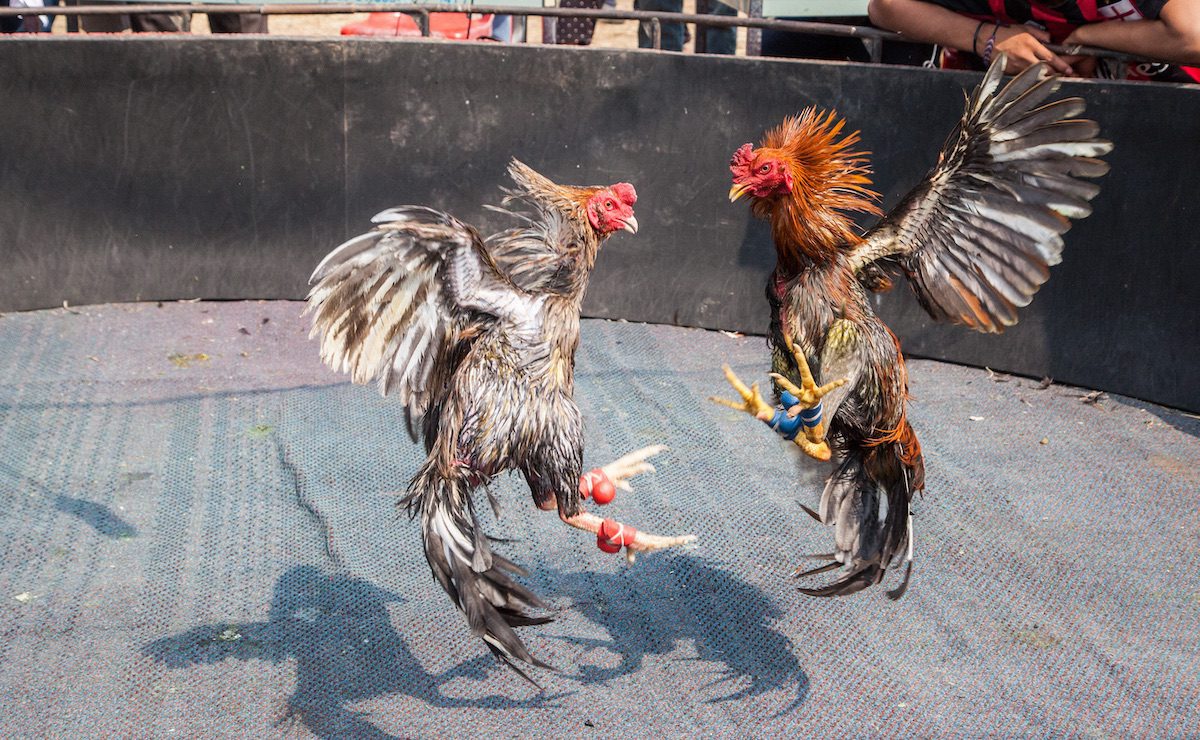 Animal Wellness Action Allies Reveal Scant Few Busts of Cockfights in ...