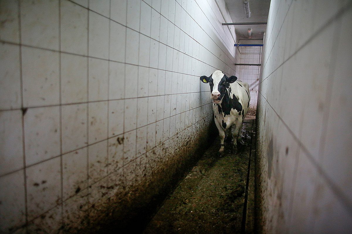 Deaths of 18,000 Dairy Cows Raise Animal Welfare Concerns