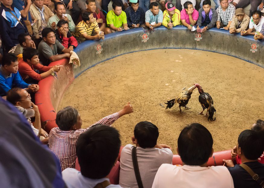 Dogfighting and Cockfighting: A Double Dose of Murder and Mayhem ...