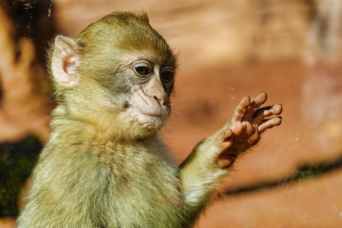 Escaped Non-Human Primates in South Carolina Serves as Call for ...