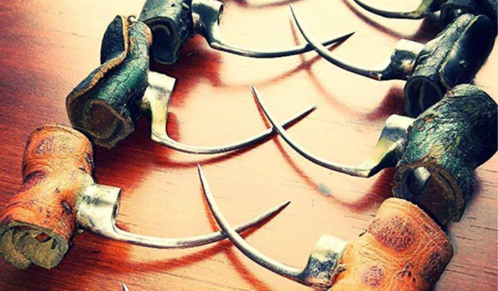 Carter County Cockfighting Crackdown Highlights Issues