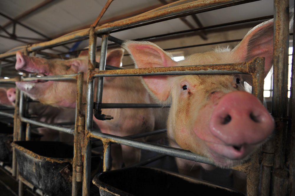 Animal Wellness Action Applauds Gov. Phil Murphy, State Lawmakers for ...