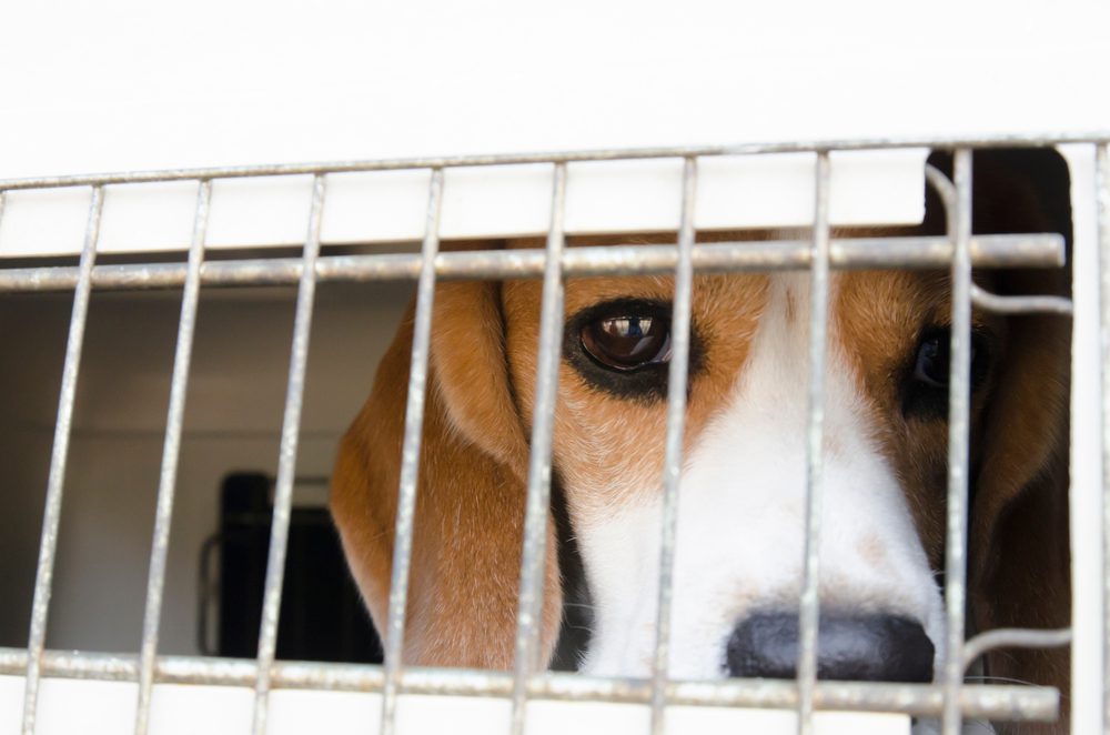 After FDA’s Landmark Announcement to Phase Out Animal Testing, NIH ...