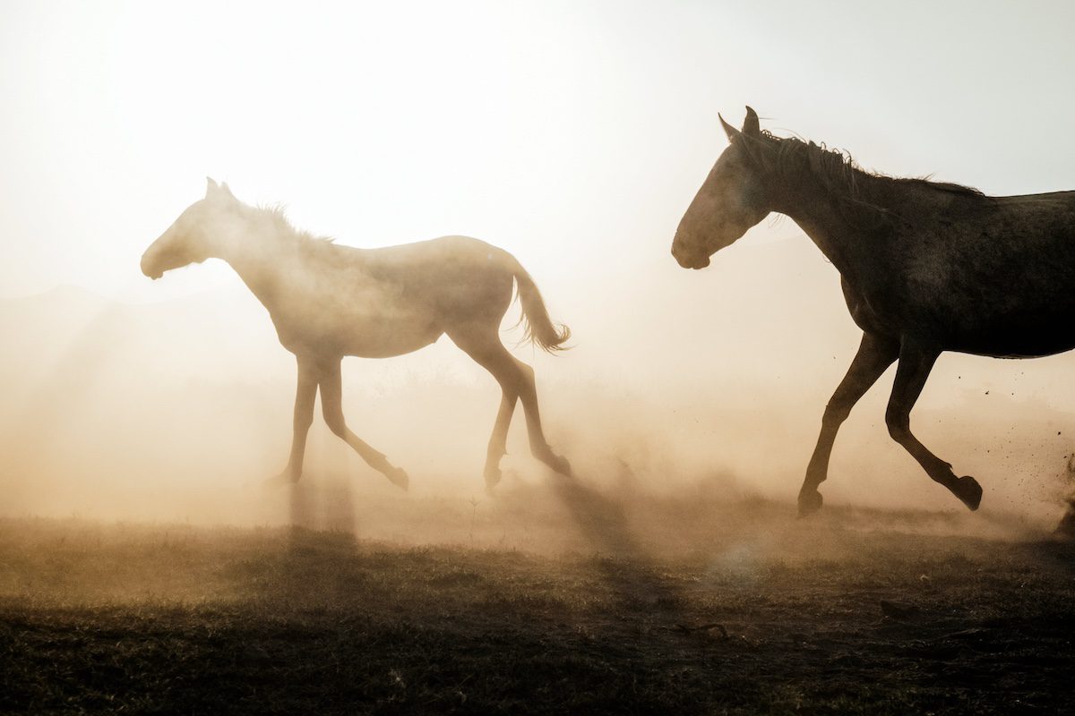 Key Stakeholders Call on NPS to Scuttle Ecologically Unwarranted ...