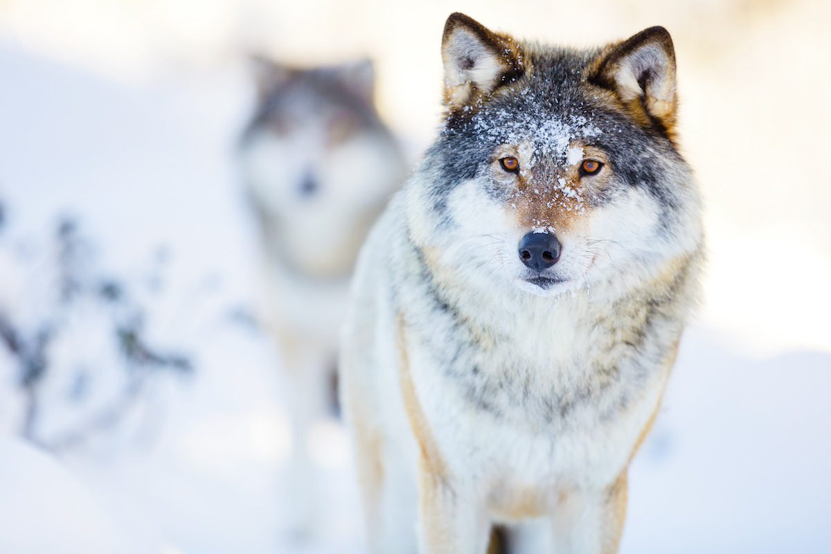 Lawsuit to Protect Gray Wolves and Their Habitat