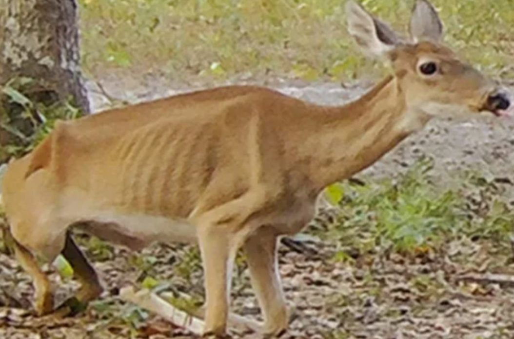 New Report Reveals Mountain Lions Mitigate Spread of Brain-Wasting ...