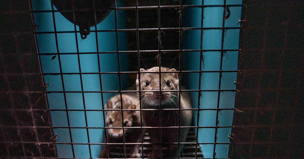 Mink Farming as a Biohazard