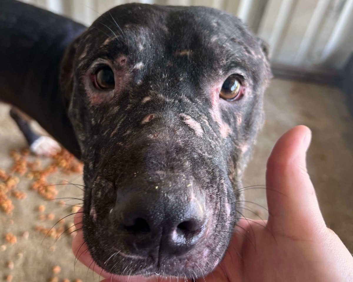 Animal Wellness Action Offers $2,500 Reward for Information on Who Used ...