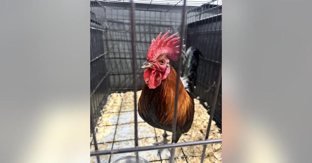 Texas cockfighting raid latest in series of critical cockfighting busts