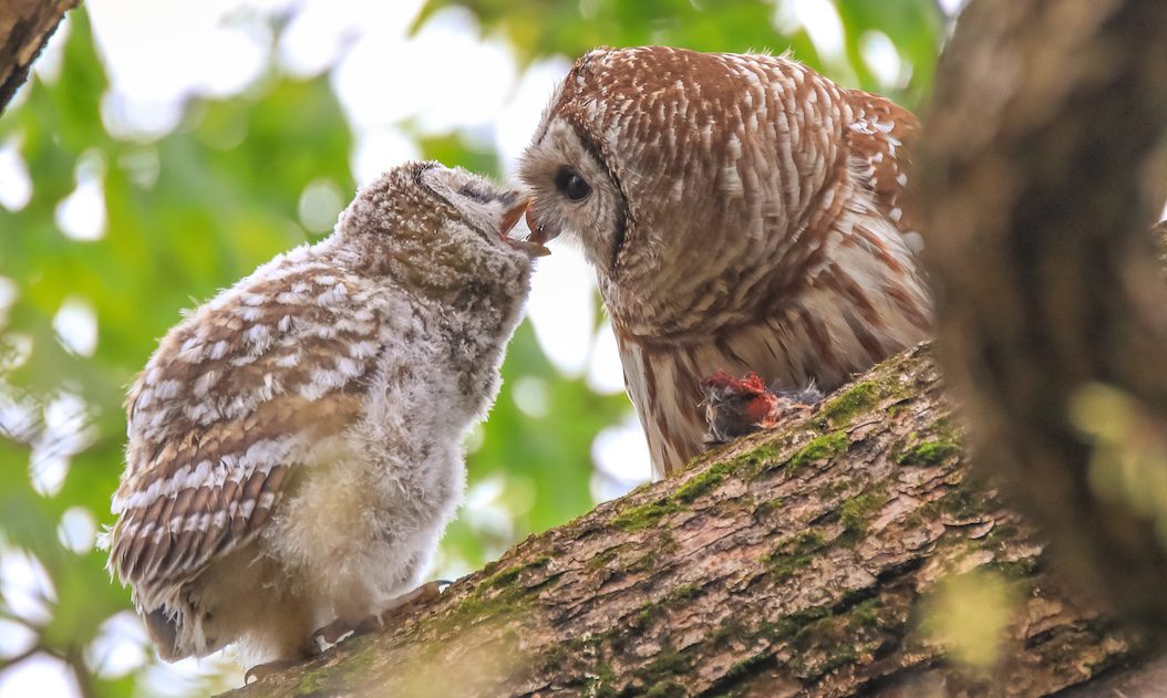 We are suing to stop invasion of our national parks by owl hunters