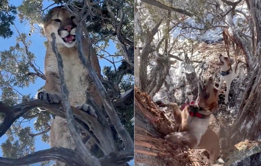 Prop 127 Spurs Government Accountability at CPW Over Mountain Lion ...