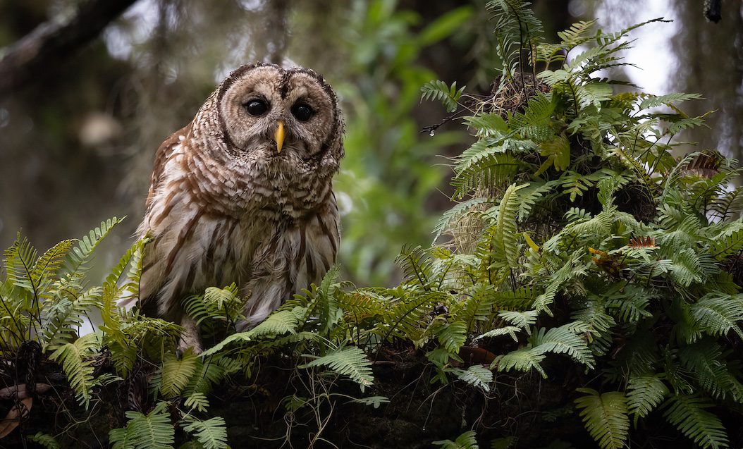 Leaders at California-Based National Parks Must Reject Barred Owl ...