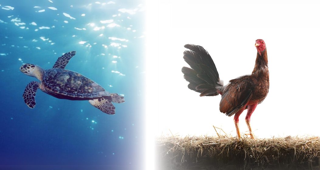 Cockfighters Kill Endangered Turtles to Make Fighting Implements