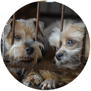 Animal Wellness Action | Helping Animals Helps Us All