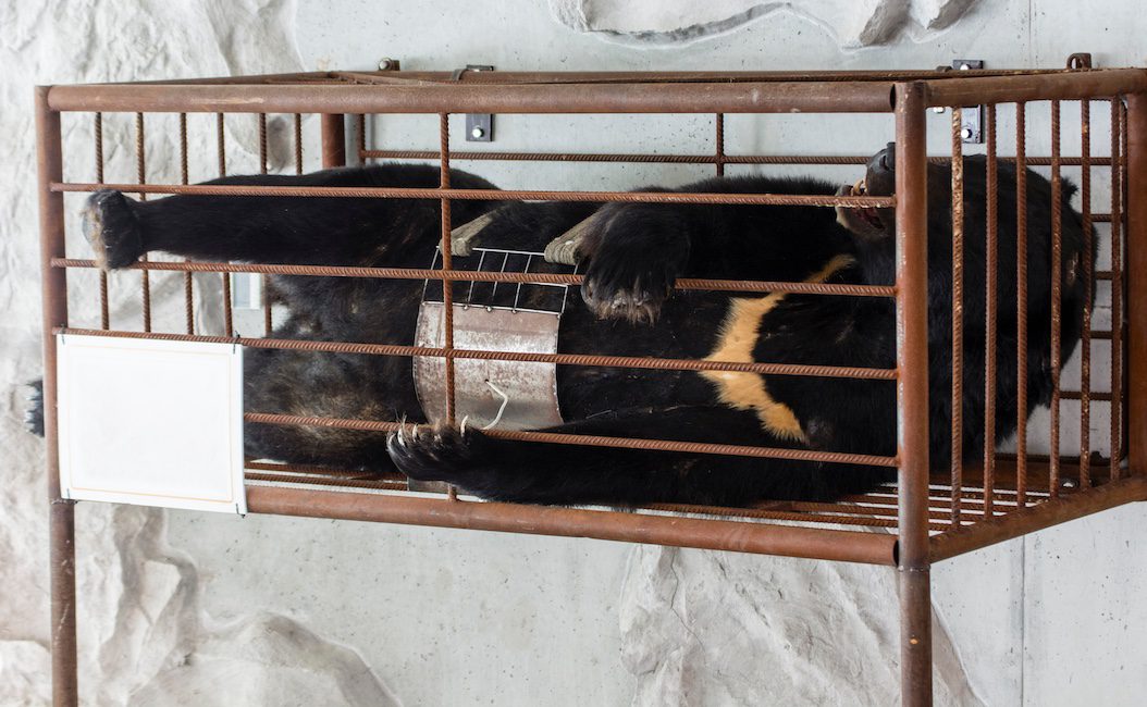 Bear Gall Bile Market Threatens Earth’s Eight Bear Species