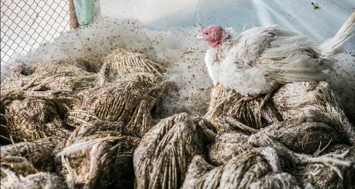 The USDA MUST Change Its Approach to Bird Flu