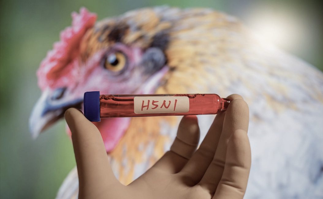 Animal Welfare Groups Warn Brooke Rollins That USDA Is Driving ...