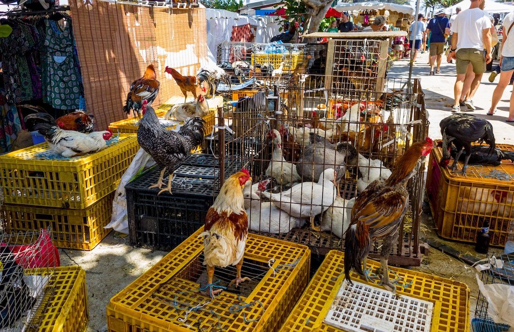 Shut Down of New York City, Nearby County ‘Live Bird Markets’ Amid New ...