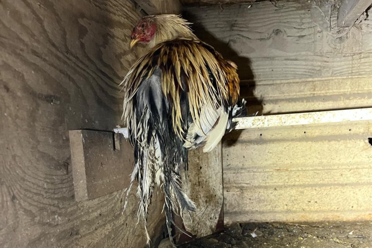 Cockfighting Bust with Arrest in Central Florida Spotlights Need for ...