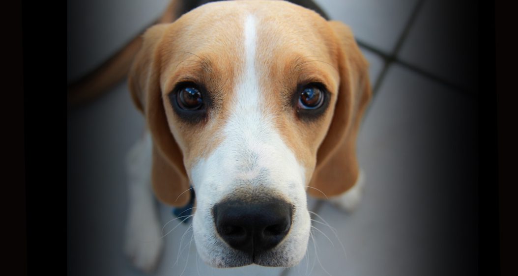 In Monumental Declaration, NIH Follows FDA and Says Agency Will Turn ...