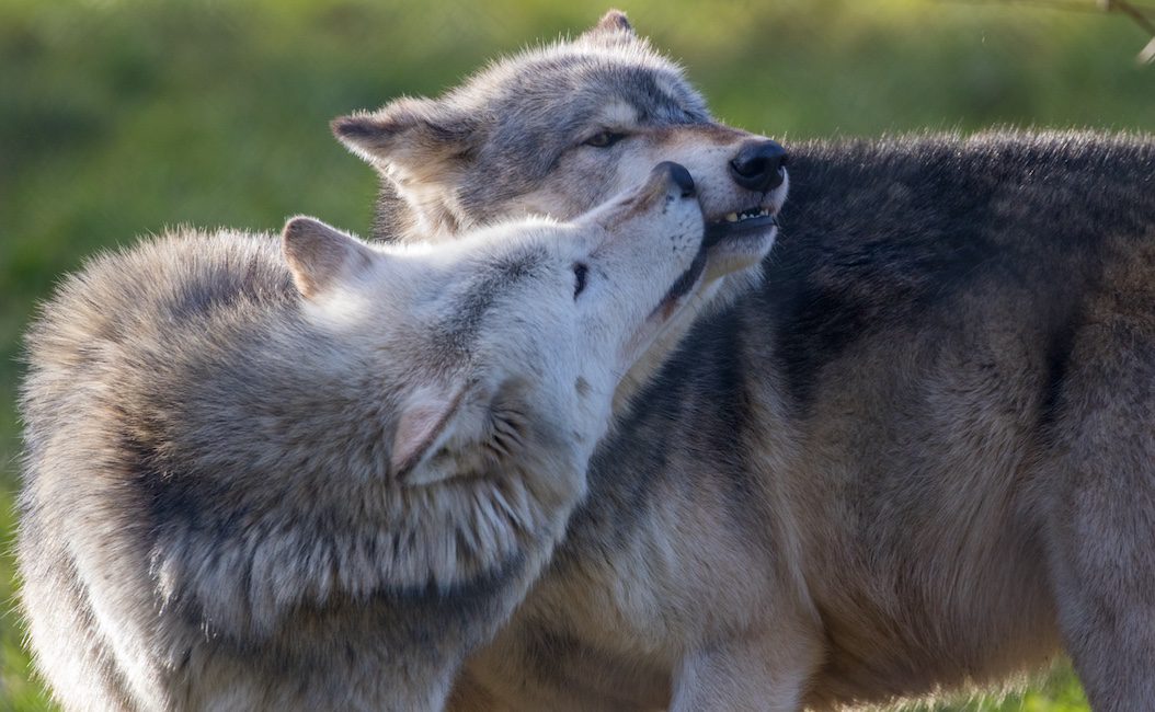 Gray Wolves in the West Need Federal Protection