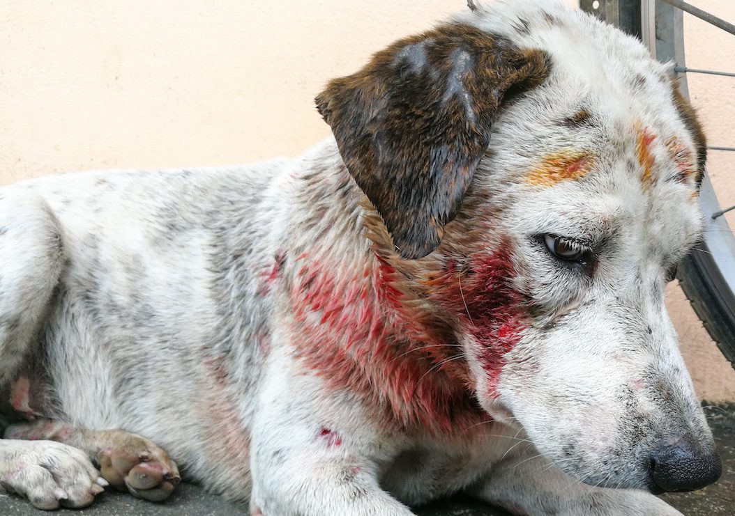 FBI Animal Cruelty Taskforce Act: A New Hope