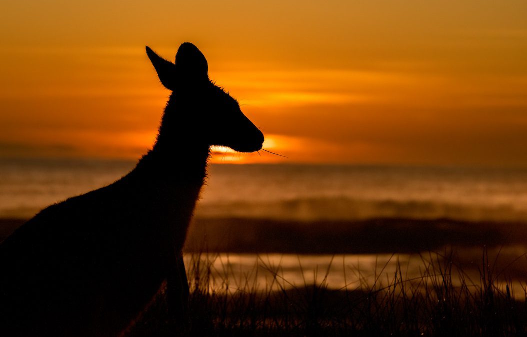 Senators Tammy Duckworth and Cory Booker Seek to Halt Sales of Kangaroo ...