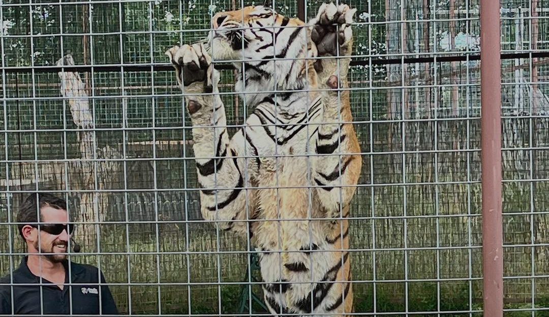 Death of Tiger Exhibitor Ryan Easley in Hugo, Oklahoma