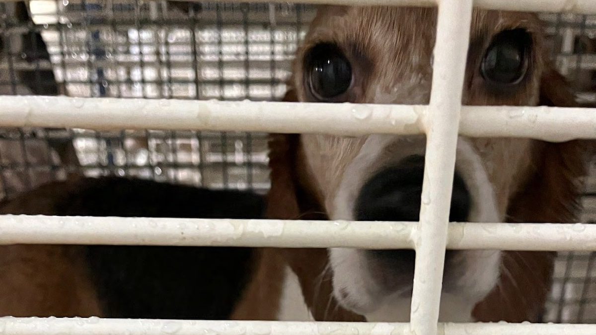 Bill to Allow Adoption of Beagles Used in Laboratories Gutted