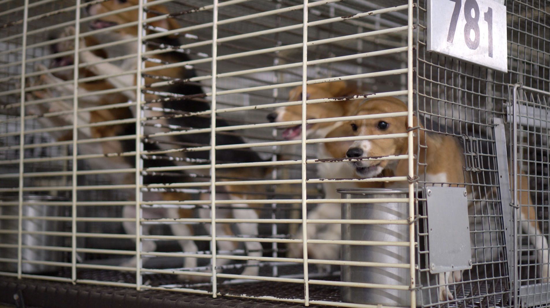 Ridglan Farms’ Lead Veterinarian Suspended for Running Inhumane Beagle ...