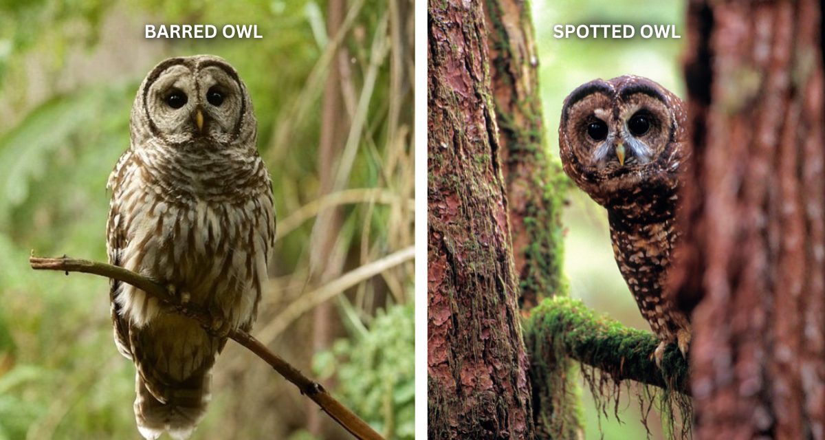 Collusion by the Fish and Wildlife Service and the Timber Industry to ...
