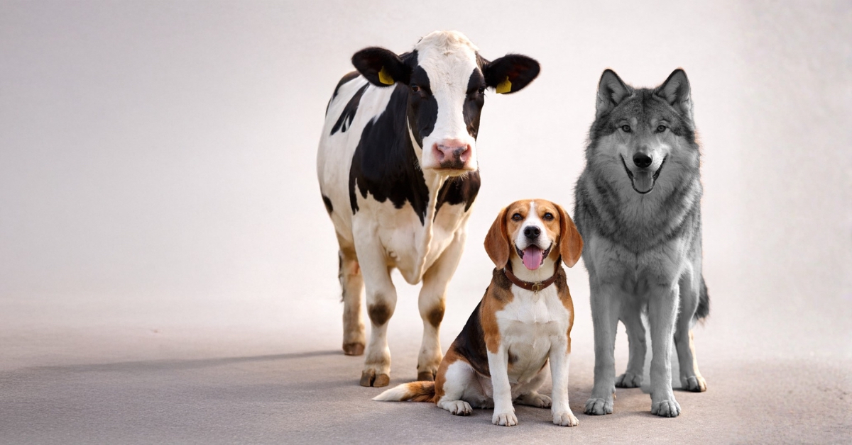 A Week of Battles on Capitol Hill Yields Two Major Gains for Animals