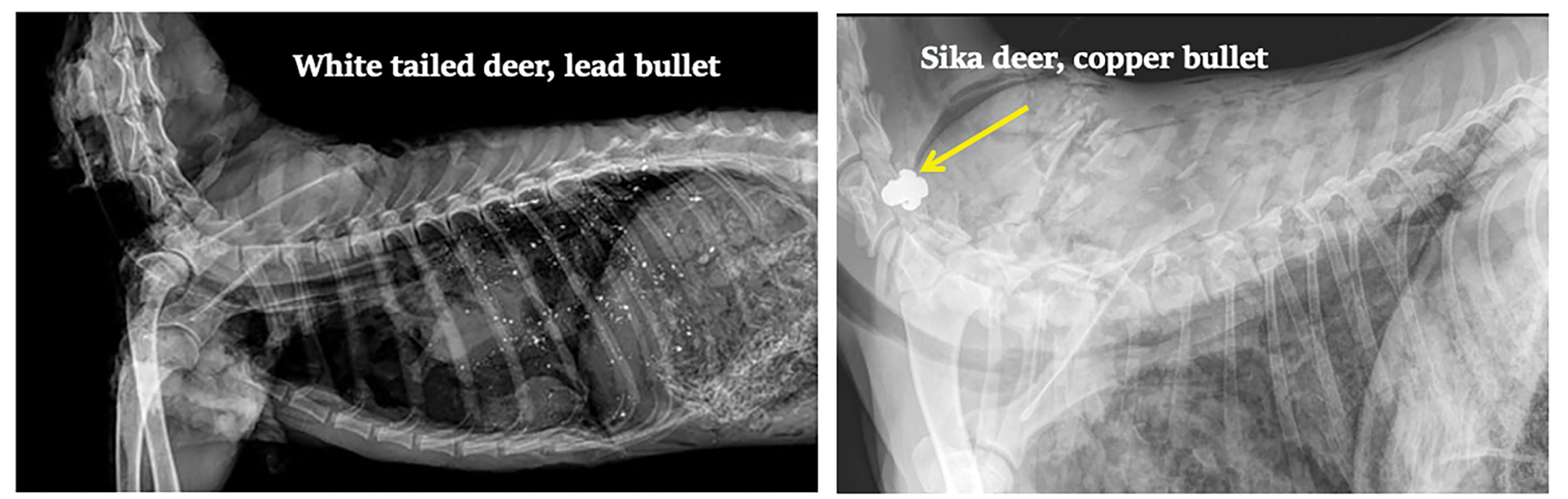 The Scientific Debate Is Settled: Dispersed Lead Ammunition Is a Menace ...