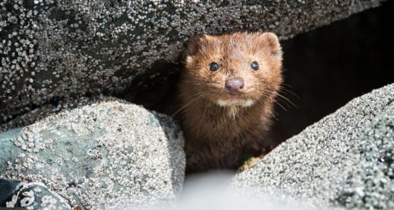 Headed to House Floor Next Week, the Factory Farm Bill Is Noxious