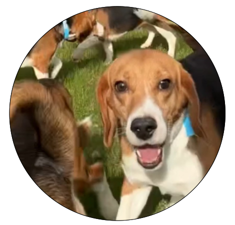 Ridglan Farms Beagle Rescue