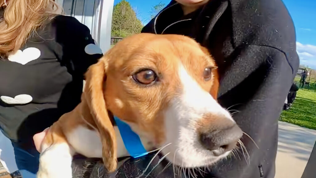 Ridglan Farms Beagle Rescue